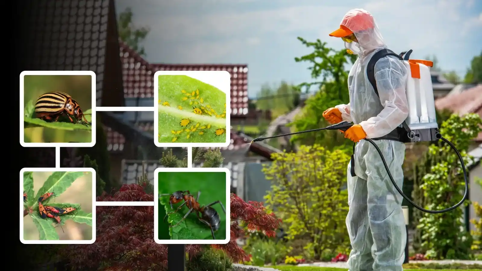 Pest Control Sharjah | Expert Services | Al Tayseer